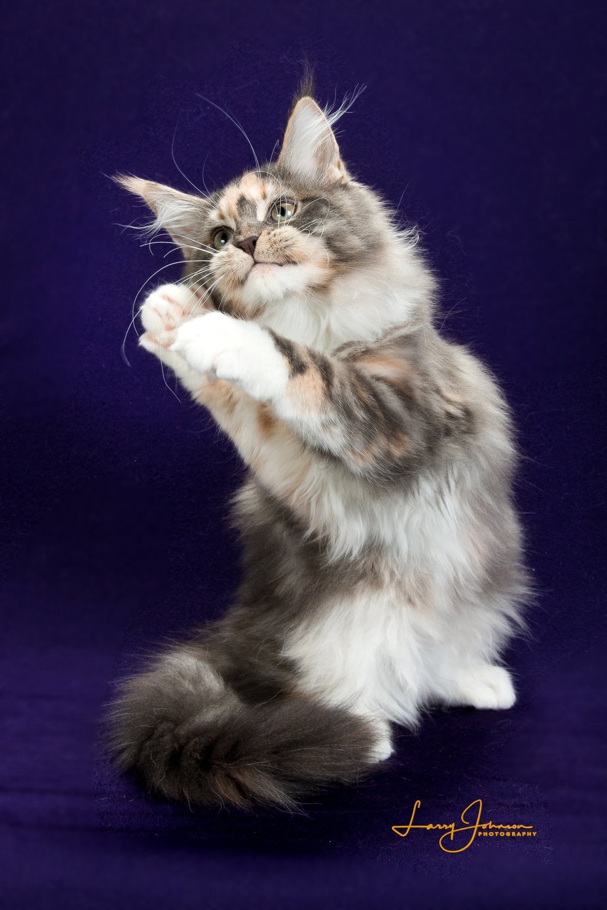 Ember's FIP Angels Note Cards Set D – ZenByCat